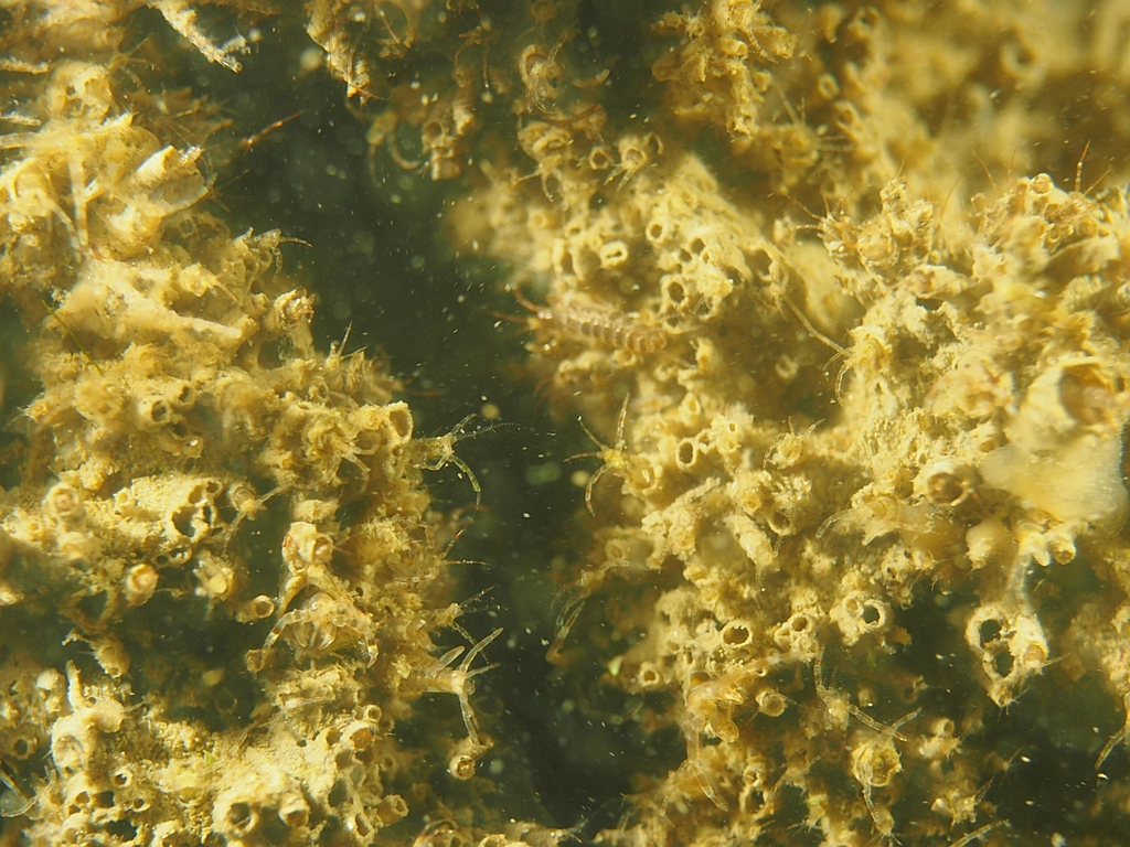 Ischyroceridae from Zeelandbrug on August 7, 2023 at 02:33 PM by Ruben ...