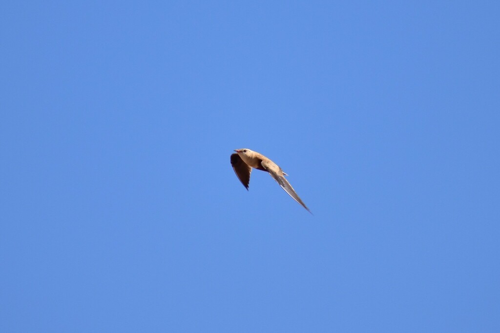 Australian Pratincole from Patho VIC 3564, Australia on December 26 ...