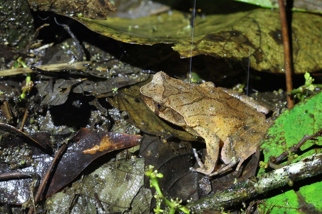 Concave-crowned Horned Toad from ตำบล ท่าผา อำเภอแม่แจ่ม เชียงใหม่ ...