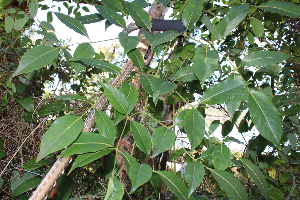 celery wood from Patsy's Flat Road, Smiths Lake NSW 2428, Australia on August 9, 2023 at 11:28 ...
