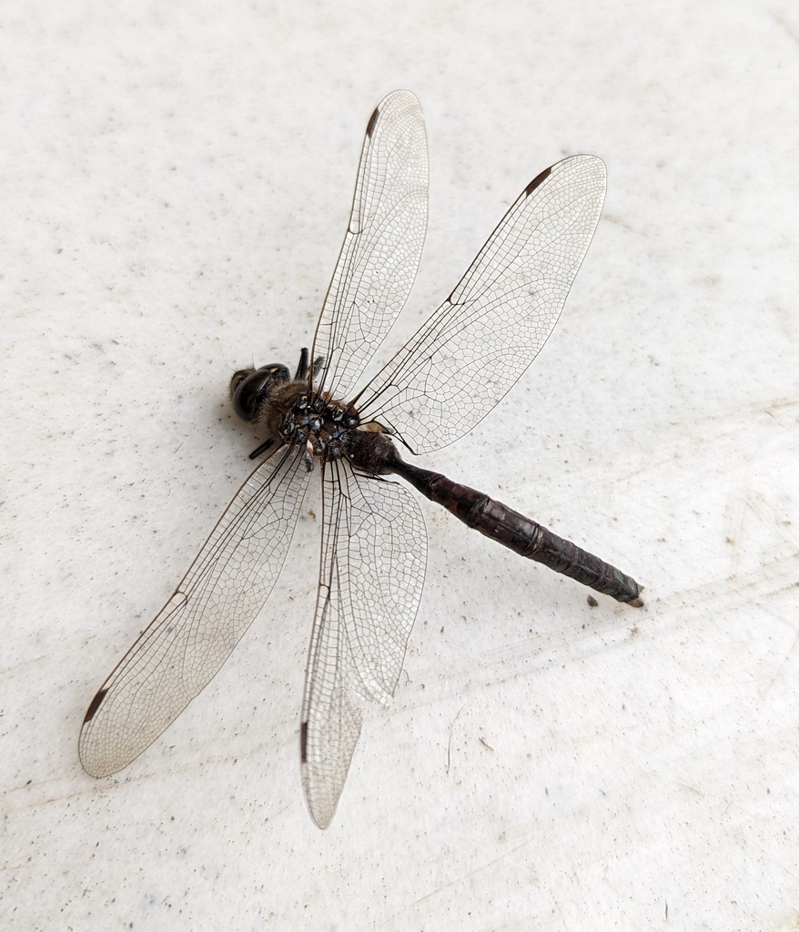 Dragonflies from Two Rivers, AK 99712, USA on August 8, 2023 at 11:10 ...