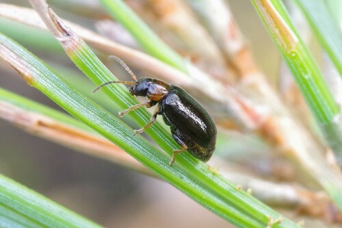 Calomicrus pinicola · iNaturalist