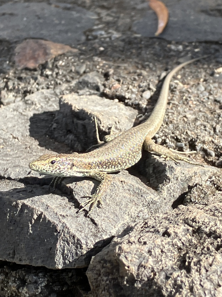 Madeira Lizard from Madeira Island, Funchal, Madeira, PT on August 5 ...