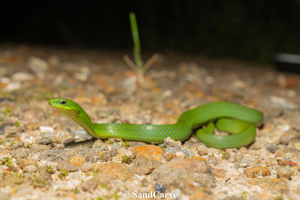 Chinese Green Snake from 中国福建省宁德市蕉城区 on August 2, 2023 at 01:40 AM by ...