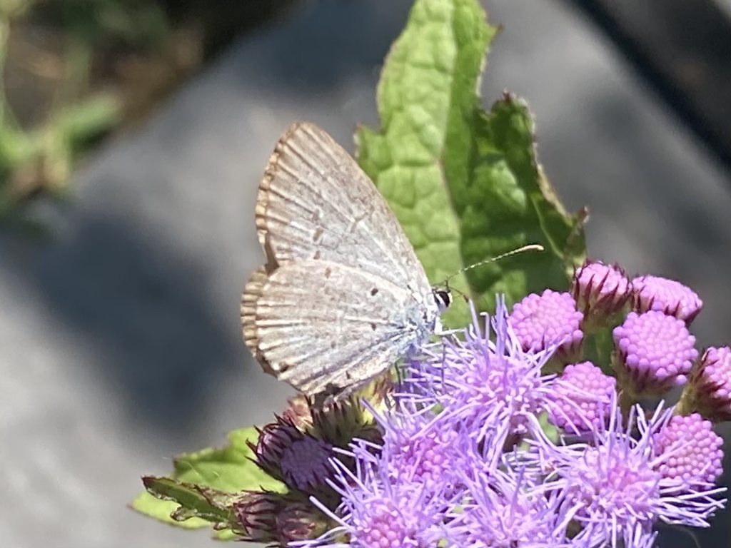 Summer Azure from High St, Clarksville, PA, US on August 8, 2023 at 11: ...