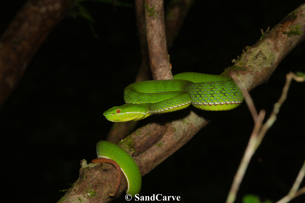 Chinese Green Tree Viper from 中国福建省宁德市寿宁县 on July 22, 2023 at 05:46 PM ...