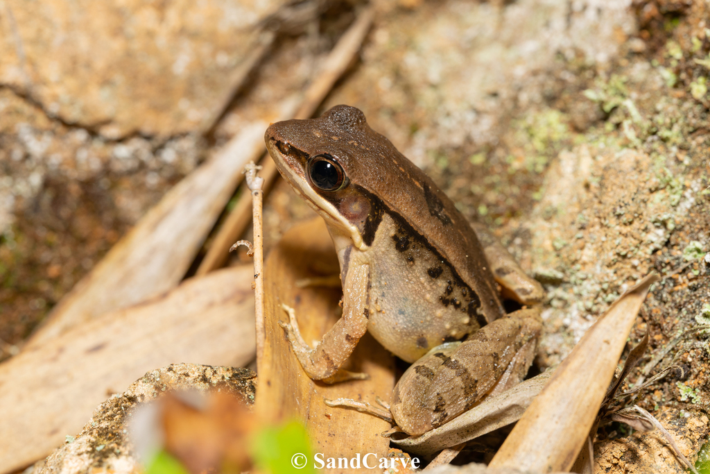 Olive Frog from 中国福建省宁德市寿宁县 on July 23, 2023 at 12:08 AM by edvin17pzn ...