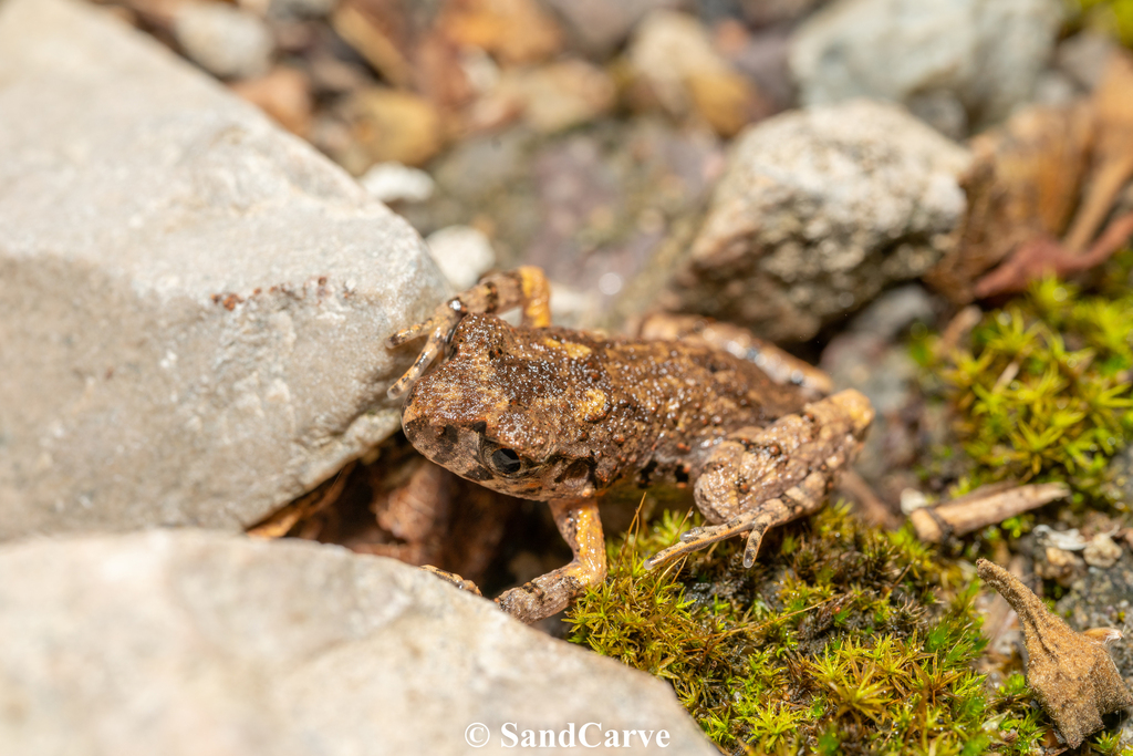 leaf-litter toad from 中国福建省宁德市寿宁县 on July 22, 2023 at 08:38 PM by ...