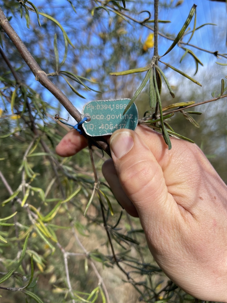 Olearia lineata 'dartonii' in August 2023 by Piet van Leeuwen. Think ...