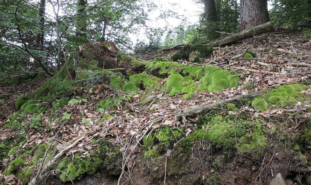 Smaller White-moss from Kenzingen, Deutschland on August 8, 2023 at 11: ...