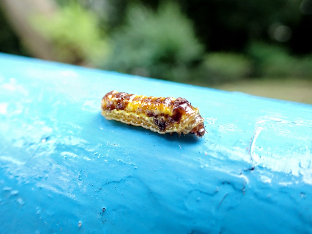 Phauda flammans from San Hui, 香港 on July 29, 2023 at 04:58 PM by ...