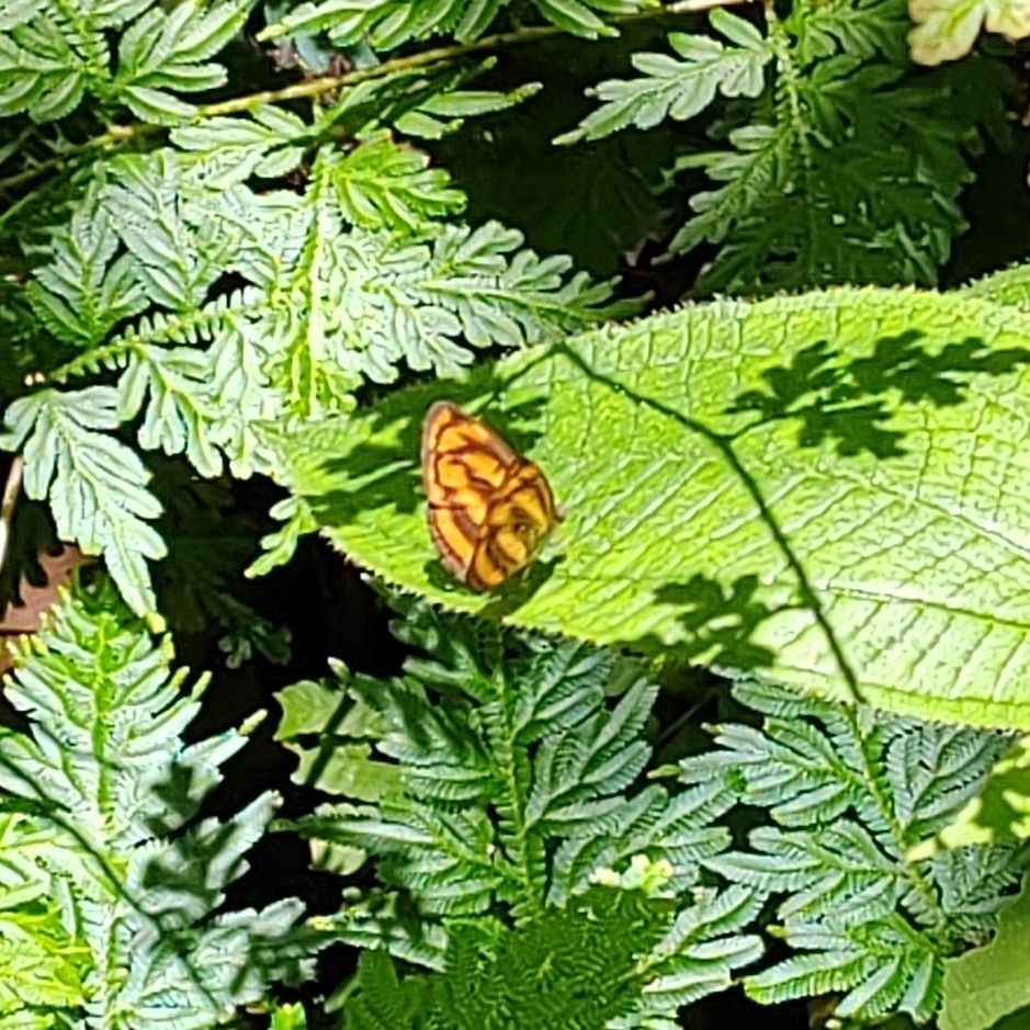 Baby Lascar from Bakai, Kedah, Malaysia on August 9, 2023 at 12:16 PM ...