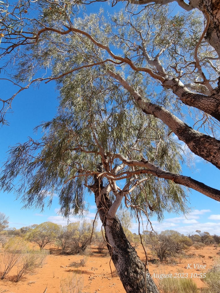 Native apricot from Sandstone WA 6639, Australia on August 9, 2023 at ...