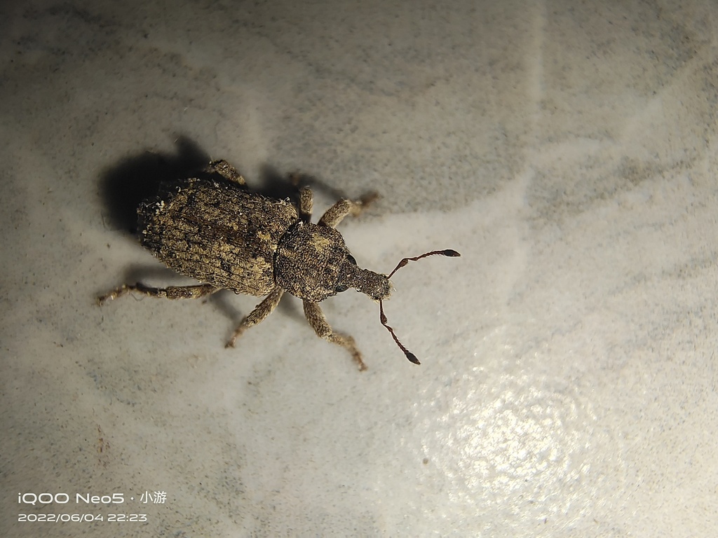 Vegetable Weevil from 中国河南省信阳市固始县 on June 4, 2022 at 10:23 PM by 游 ...