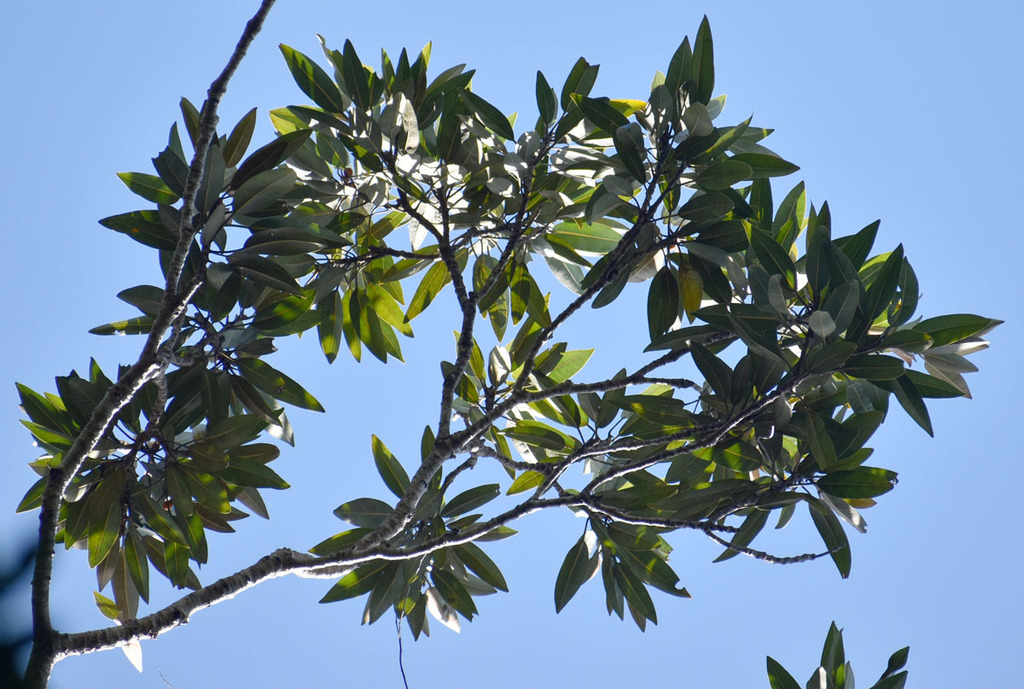Ficus destruens from Lamb Range QLD 4870, Australia on June 26, 2023 at 02:48 PM by Russell ...