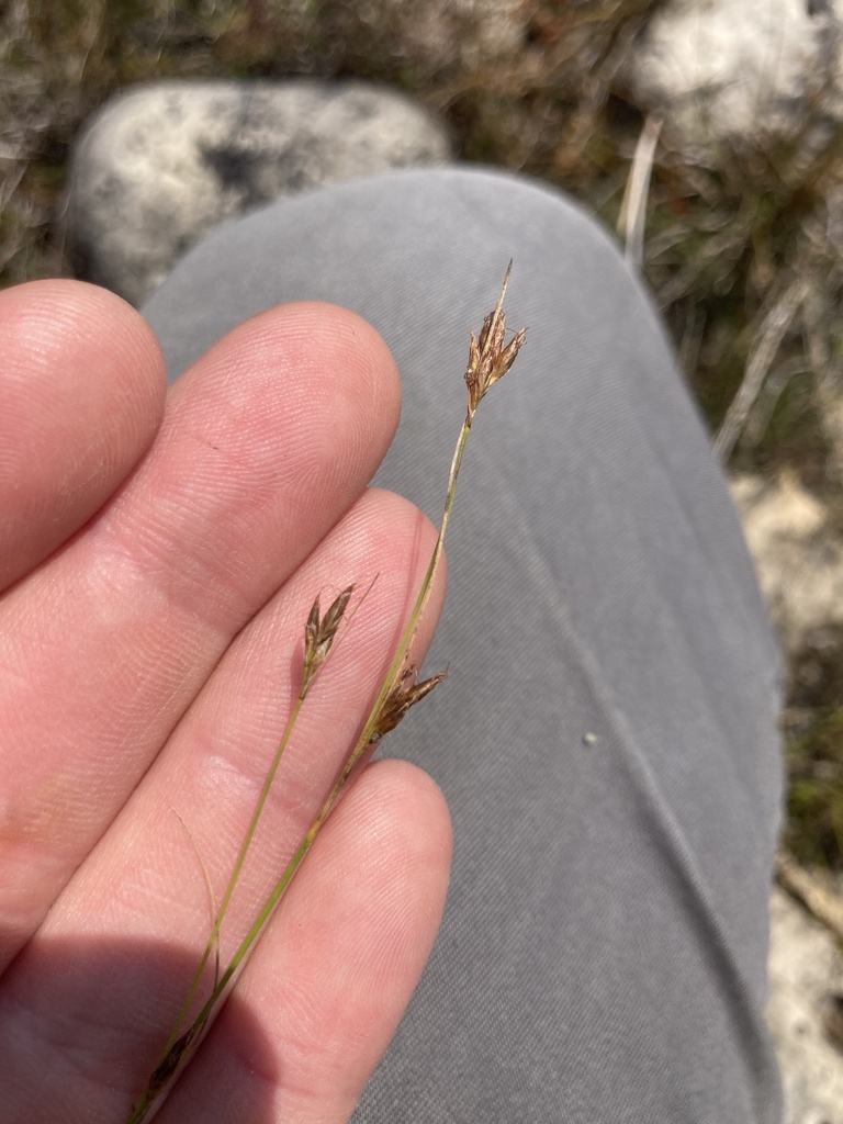 Horned Beakrush from Coryell Island, Cedarville, MI, US on August 8 ...