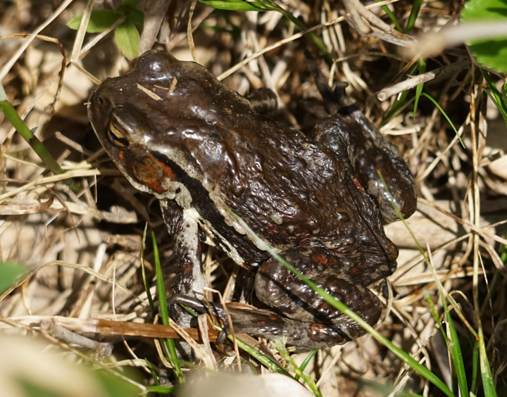 Old World Toads from Midagahara (Tateyama), Ashikuraji, Tateyama ...