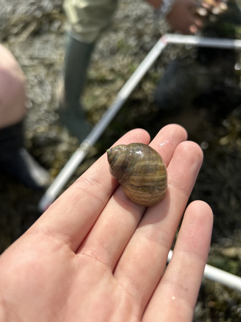 Periwinkle Snails and Allies from England, GB on August 9, 2023 at 12: ...