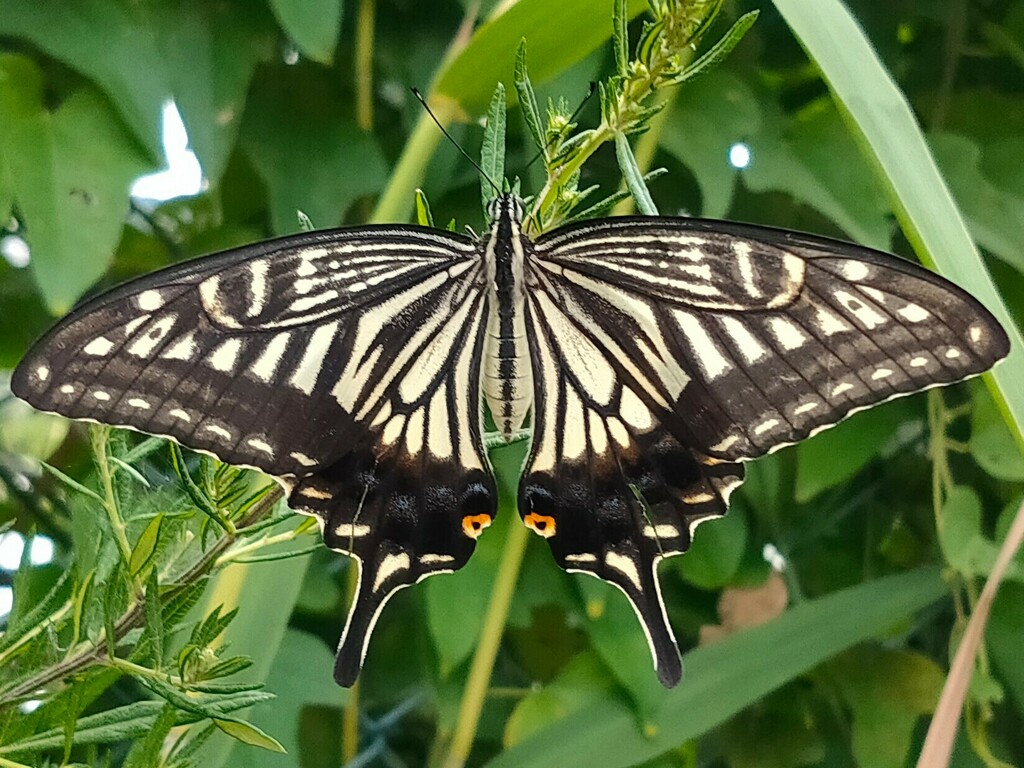 Chinese Yellow Swallowtail from Ueda, JP-NN, JP on August 9, 2023 at 02 ...