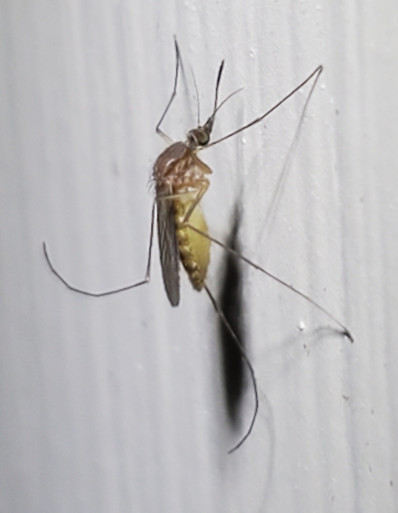 Culicine Mosquitoes from Greenville, DE 19807, USA on August 9, 2023 at ...
