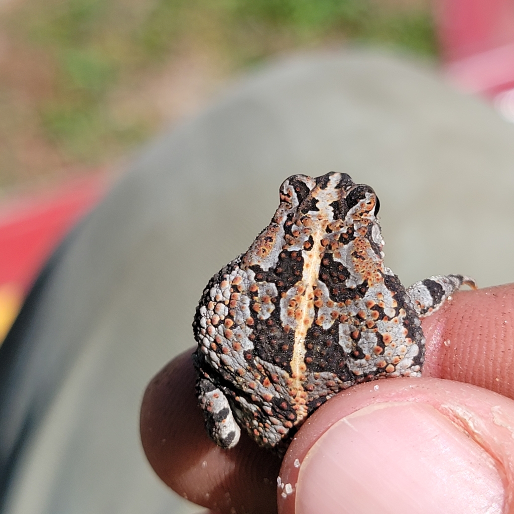 Oak Toad in August 2023 by Wayne Fidler · iNaturalist