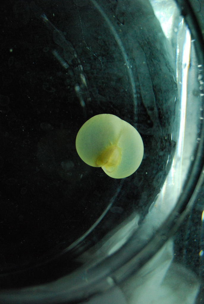 Chaetopterus pugaporcinus from Monterey Bay, CA, USA on July 25, 2018 ...