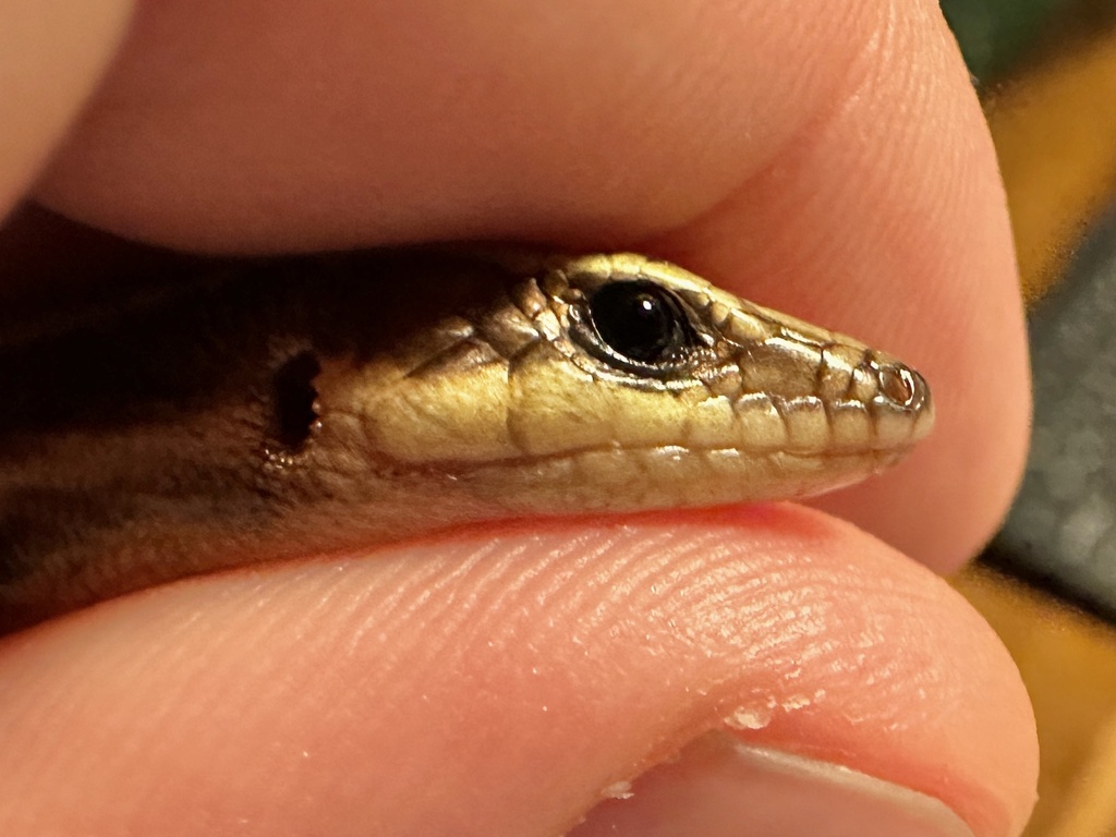 Common Five-lined Skink from The Glades, Chapel Hill, NC, US on August ...