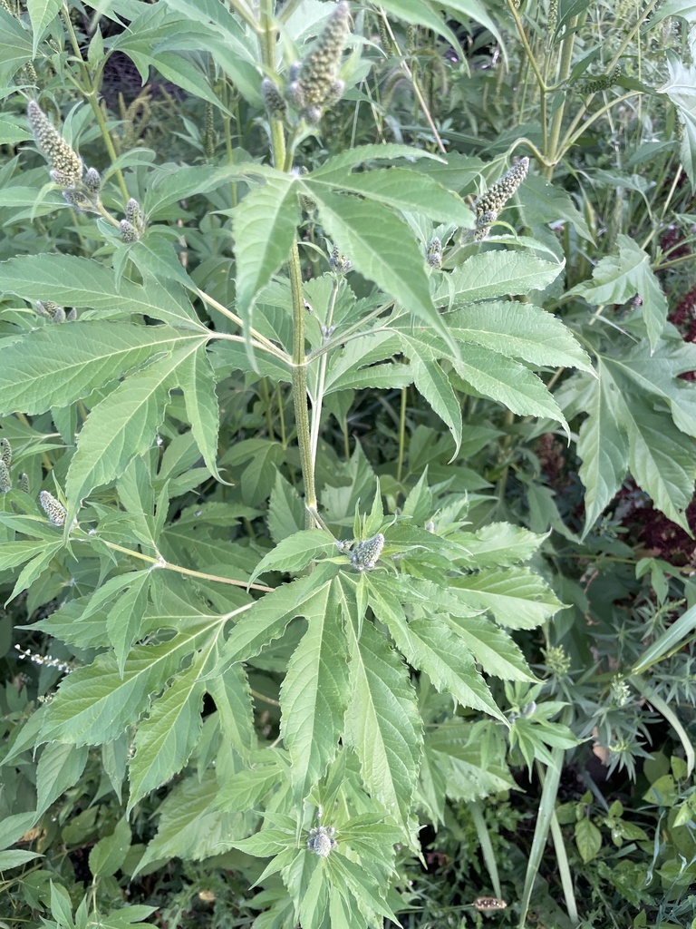 giant ragweed from Fir Ln N, Corcoran, MN, US on August 9, 2023 at 06: ...