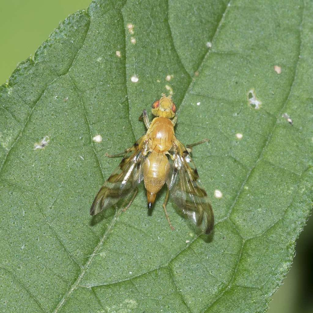 Sunflower Maggot Fly from Montgomery County, OH, USA on August 6, 2023 ...