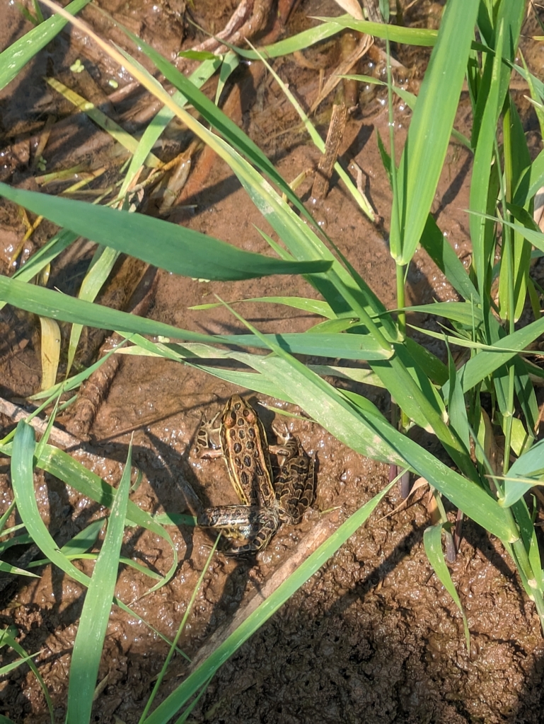 Northern Leopard Frog from Eileen, WI, USA on August 8, 2023 at 12:58 ...