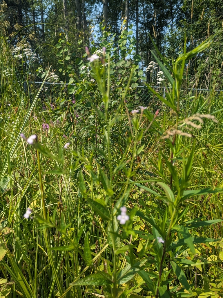 fringed willowherb from Orienta, WI, USA on August 8, 2023 at 10:49 AM ...
