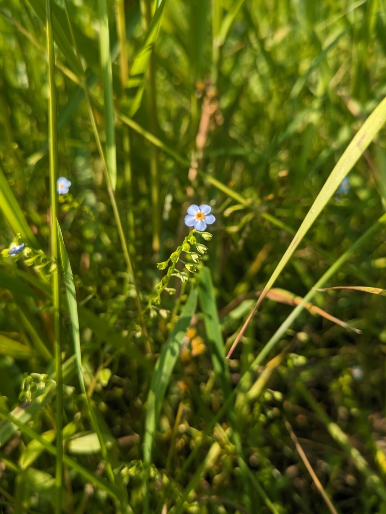 Forget-me-nots from Orienta, WI, USA on August 8, 2023 at 10:47 AM by ...