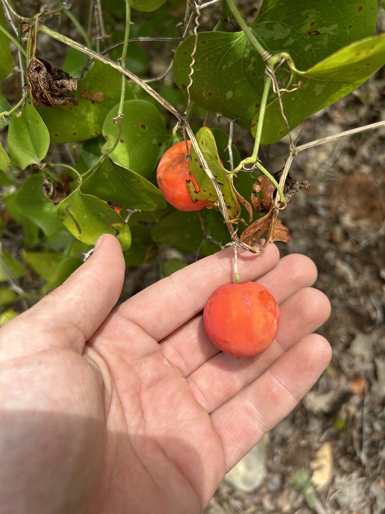 snake apple from Palo Pinto, TX, US on July 15, 2023 at 02:13 PM by ...