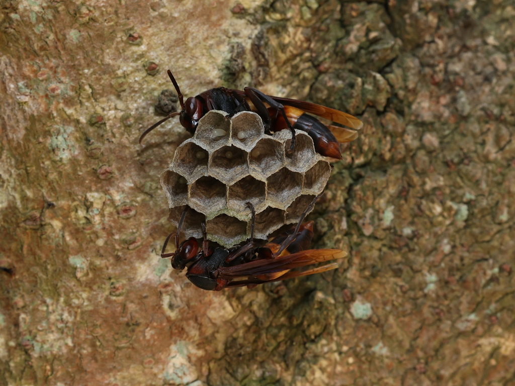 Banded Paper Wasp from Tin Shui Wai, Hong Kong on August 5, 2023 at 02: ...