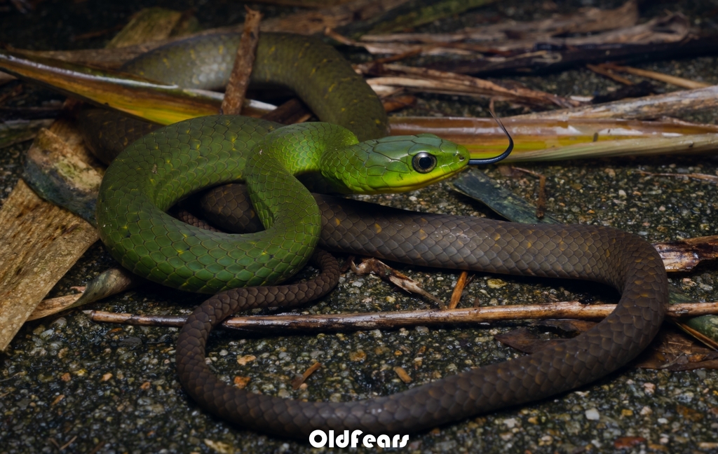 South China Green Snake from 白沙黎族自治县, 海南省, CN on August 10, 2023 at 04: ...