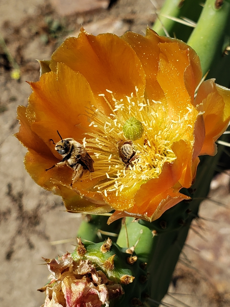 Cactus chimney bees in August 2023 by Amy (She/Her) · iNaturalist