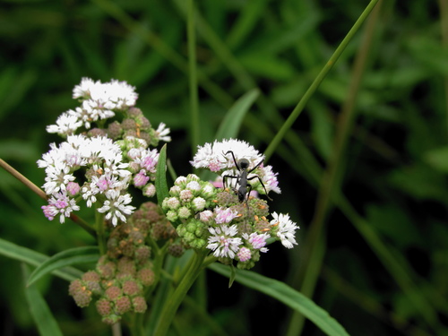 Subspecies Ethulia conyzoides kraussii · iNaturalist