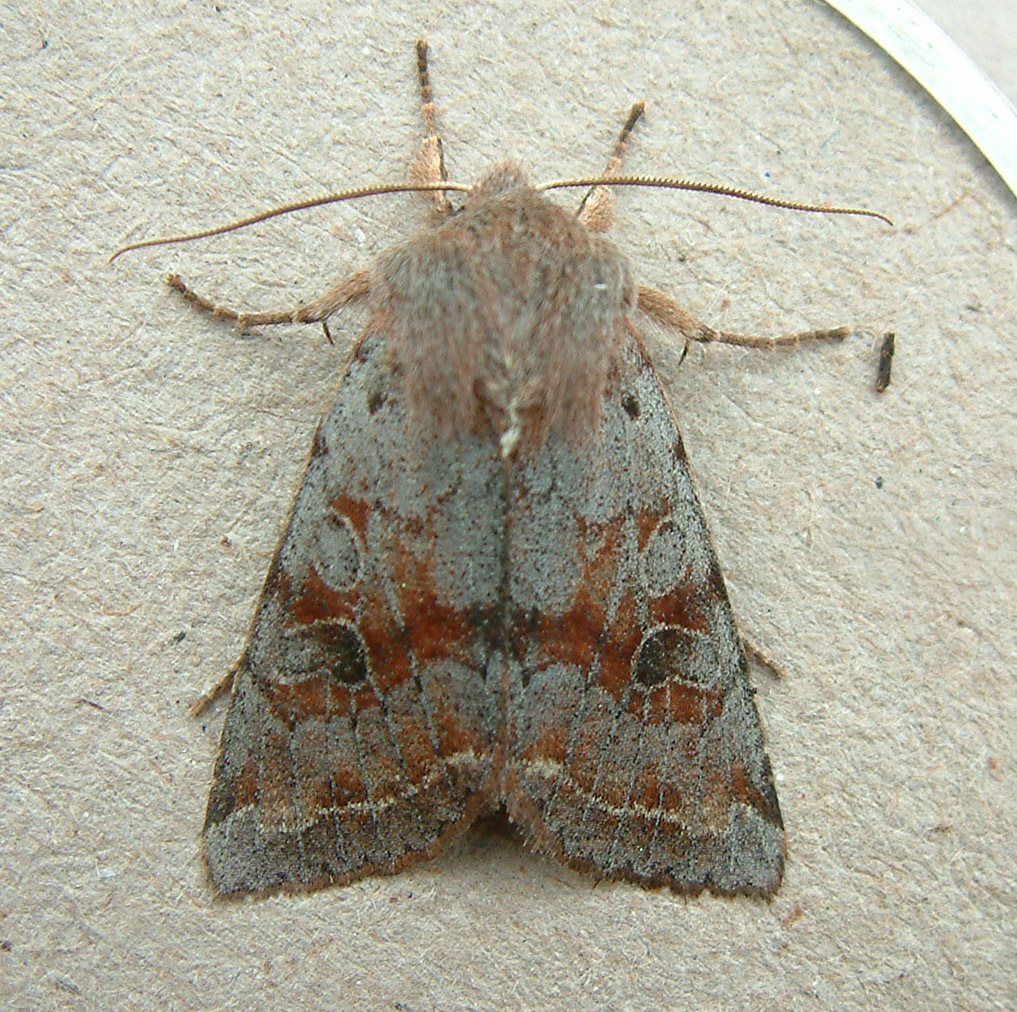 Speckled Green Fruitworm Moth (Insects of Kern County) · iNaturalist