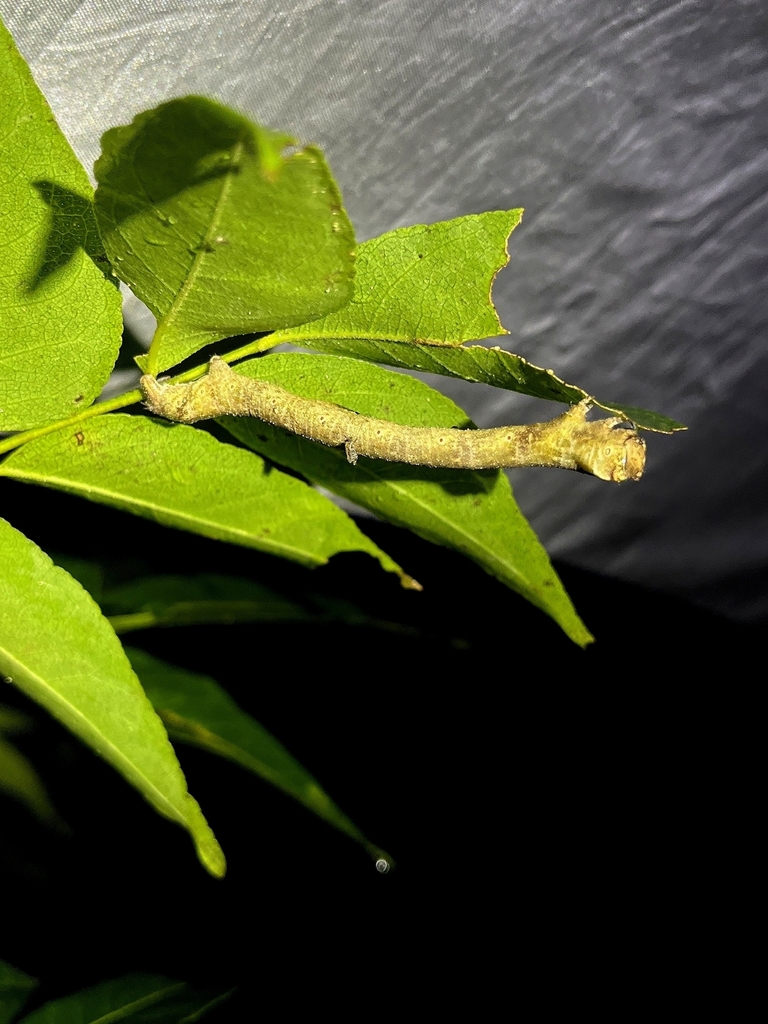 Ennominae from Ramanagara, IN-KA, IN on August 8, 2023 at 09:24 PM by ...
