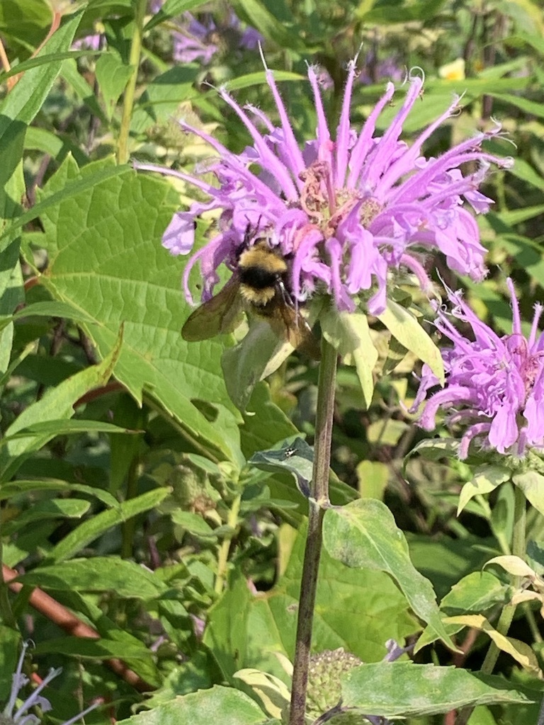 Northern Amber Bumble Bee from Waukegan, IL, USA on August 8, 2023 at ...