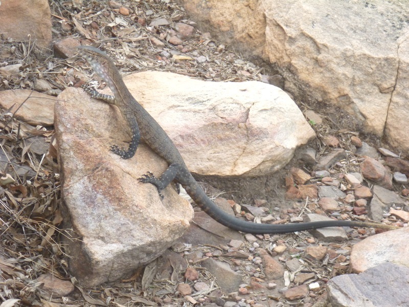 Black-palmed Rock Monitor from Gulung Mardrulk NT 0852, Australia on ...