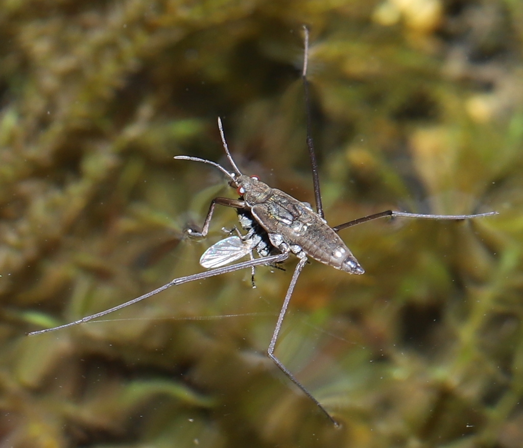 Common Water Strider in August 2023 by Steven Bodzin · iNaturalist