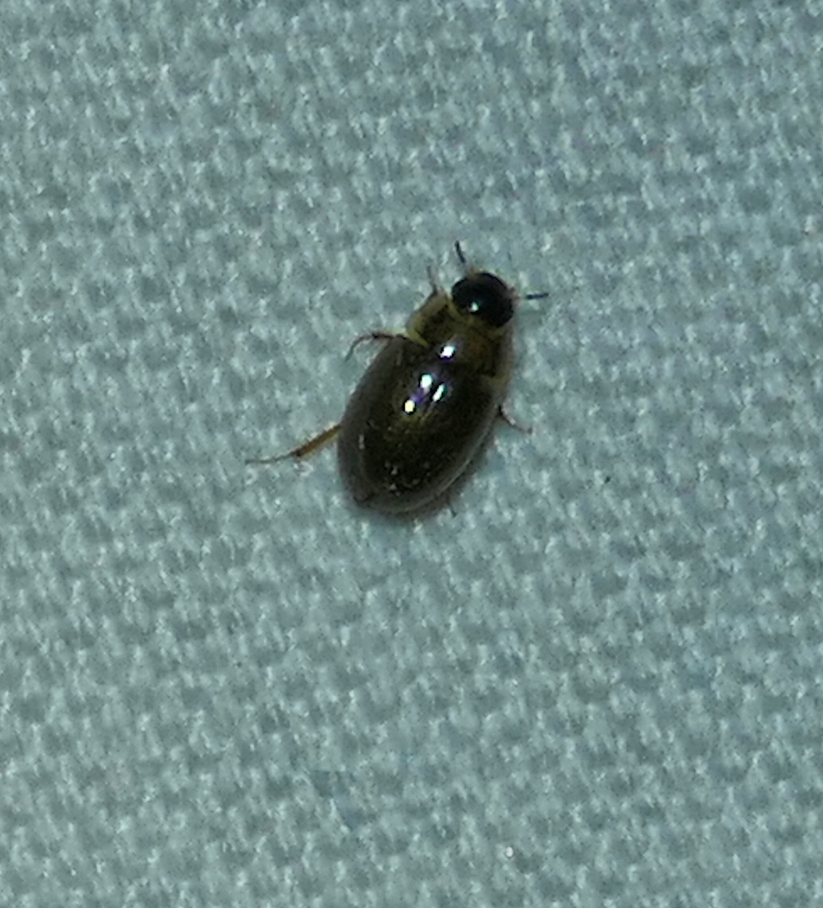 Enochrus from Sierra Vista Southeast, AZ, USA on July 23, 2023 at 10:05 ...