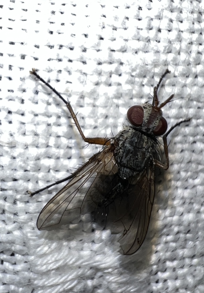 Bristle Flies from Antrim County, MI, USA on August 8, 2023 at 10:30 PM ...