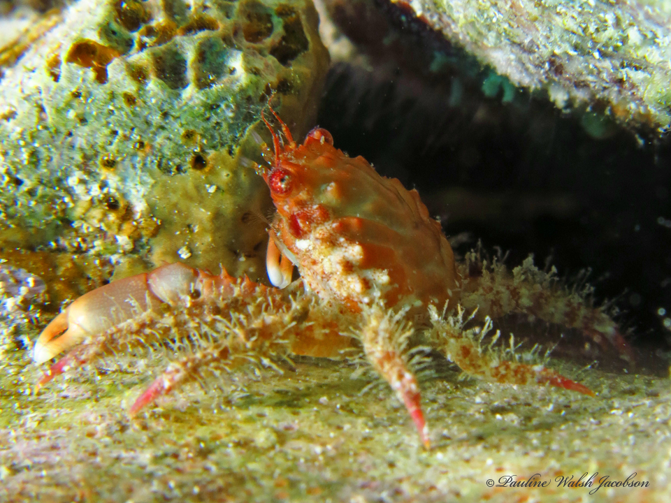 Red Ridged Clinging Crab from St John 00830, USVI on May 24, 2014 at 01 ...