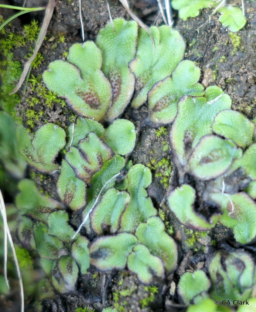 California asterella from Big Canyon Park, San Carlos, California, USA ...