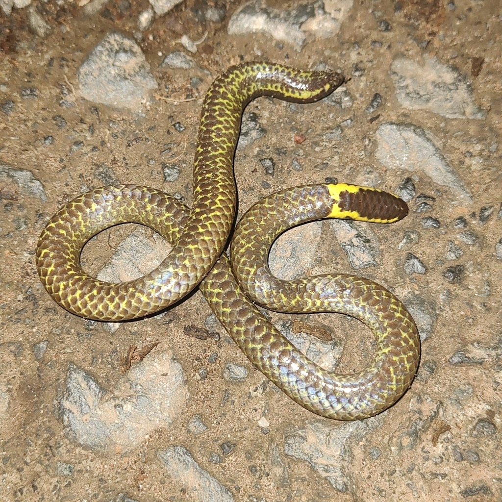 Elliot's Earth Snake from CXPP+8M8, Karnatak University Campus, Dharwad ...
