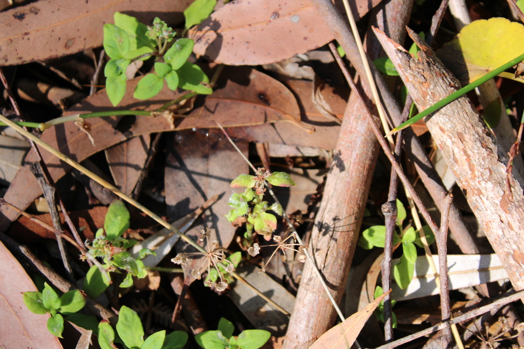pomax from Patsy's Flat Road, Smiths Lake NSW 2428, Australia on August 9, 2023 at 12:07 PM by ...