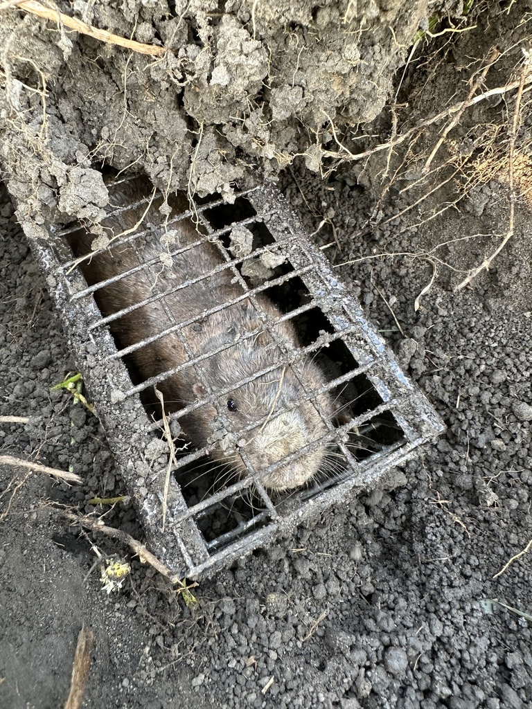 Plains Pocket Gopher from Northfield Blvd, Northfield, MN, US on August ...