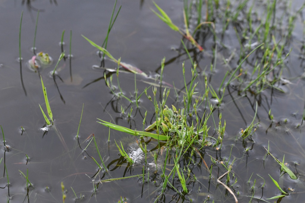 Toad rush from York, UK on August 6, 2023 at 02:21 PM by Kian Hayles ...